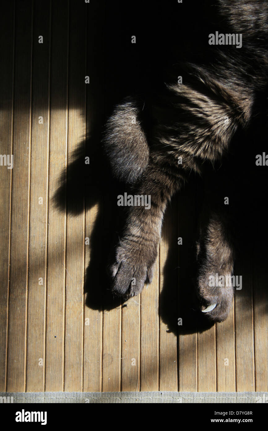 cat sitting on mat in room in house Stock Photo - Alamy