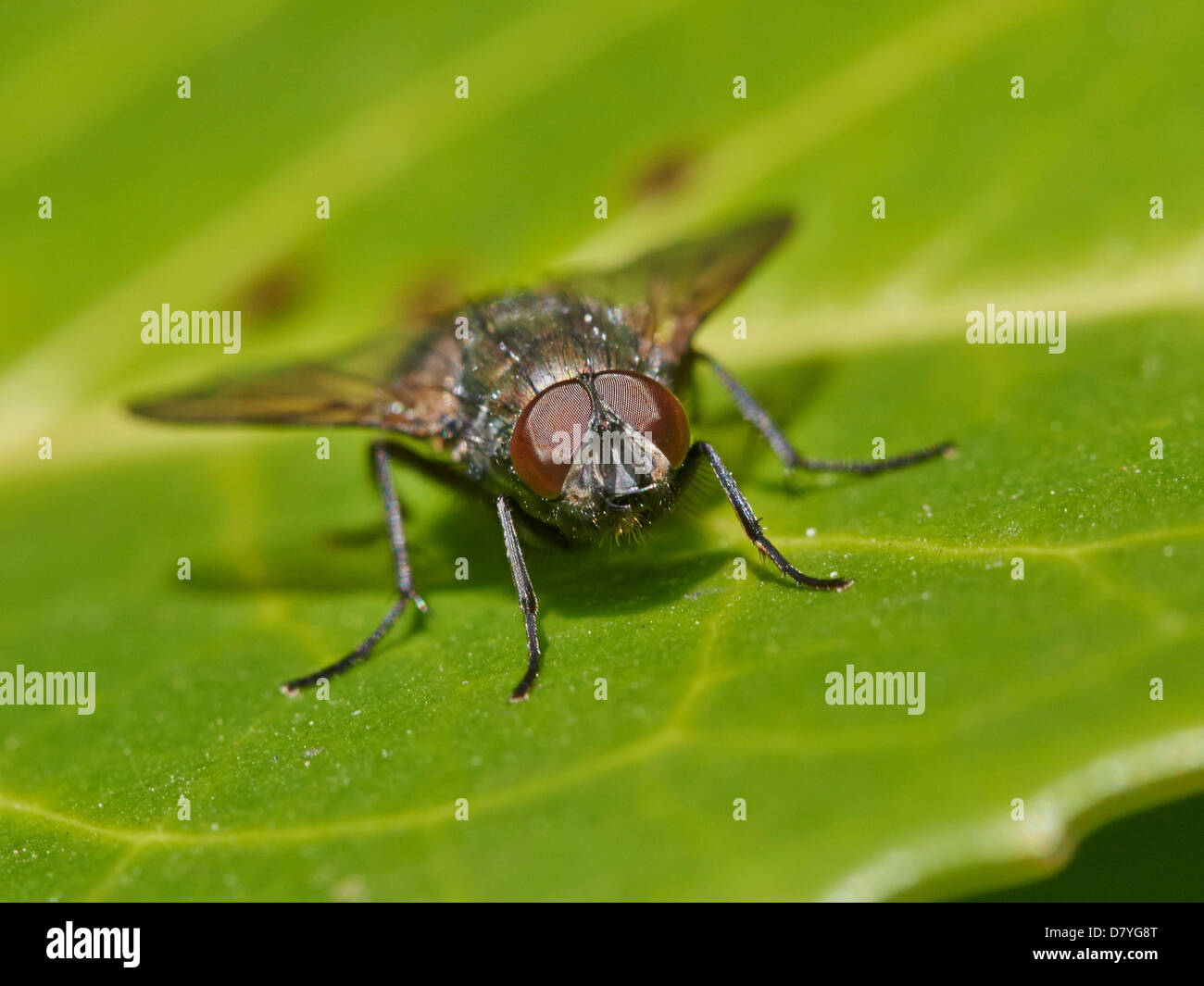 House Fly on Laurel leaf Stock Photo - Alamy