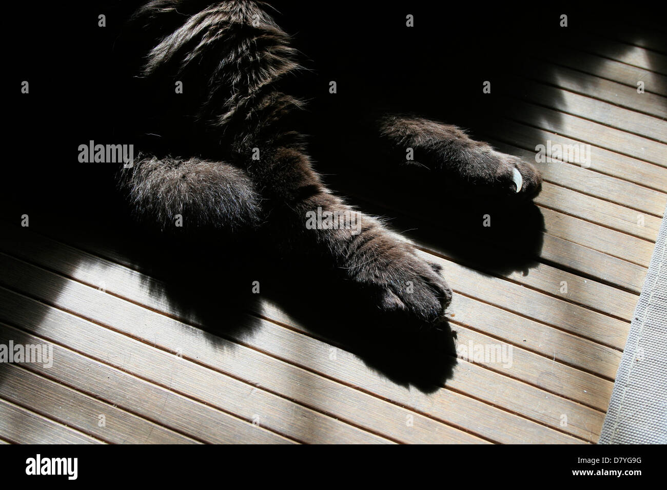 Grey cat lying on a mat hi-res stock photography and images - Alamy