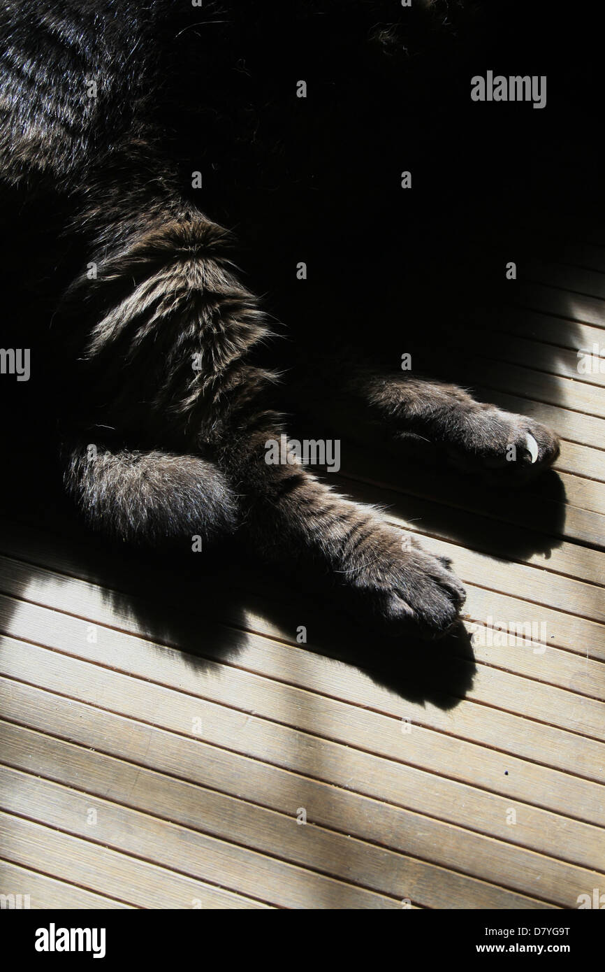 cat sitting on mat in room in house Stock Photo - Alamy