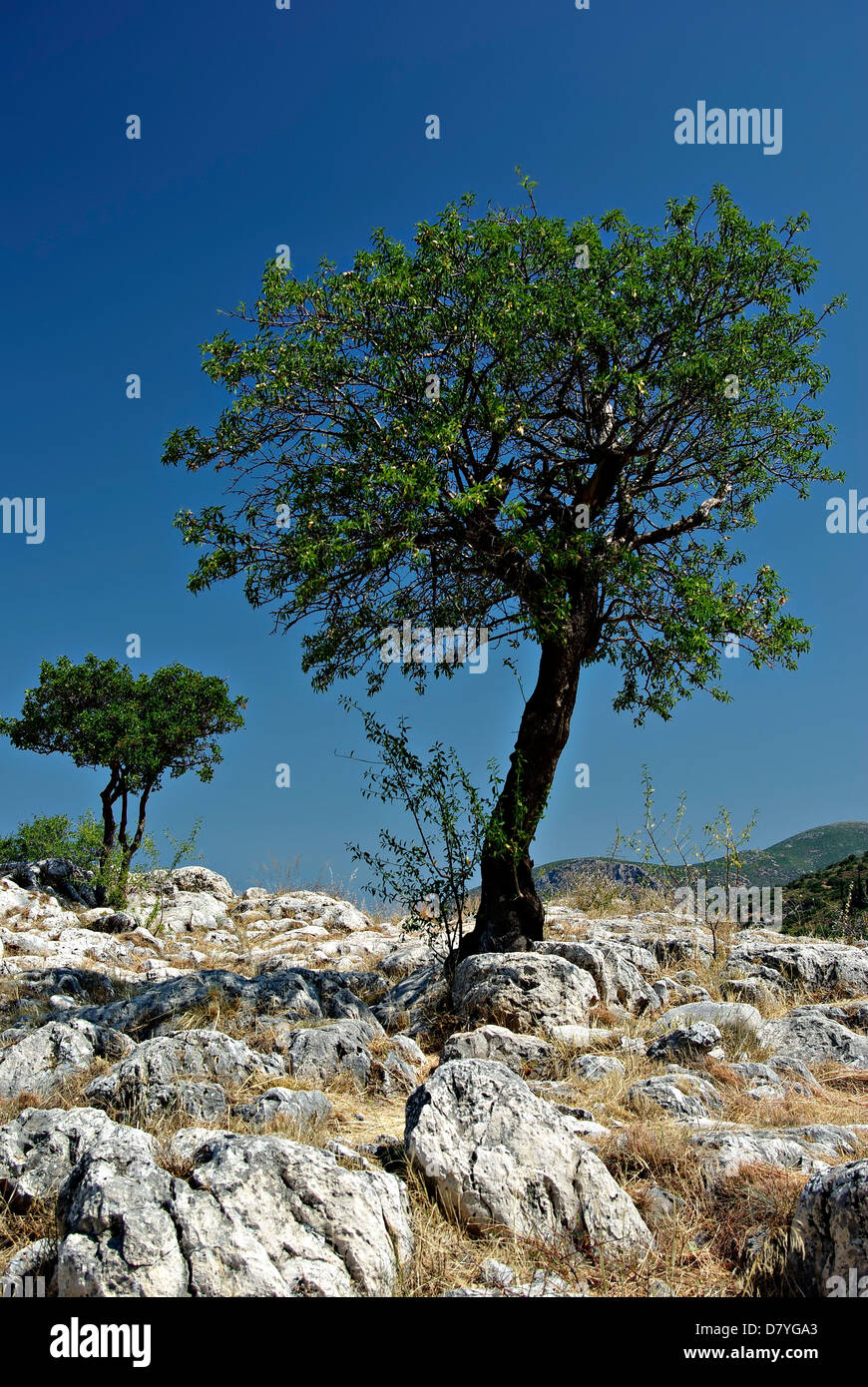 Tree rocks hi-res stock photography and images - Alamy