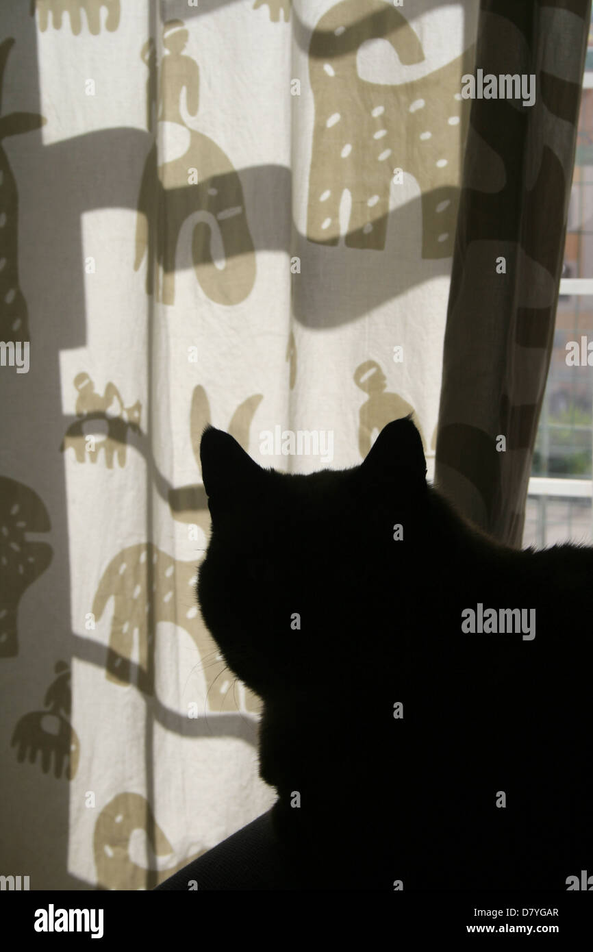 dark shadow of cat looking out of window Stock Photo - Alamy