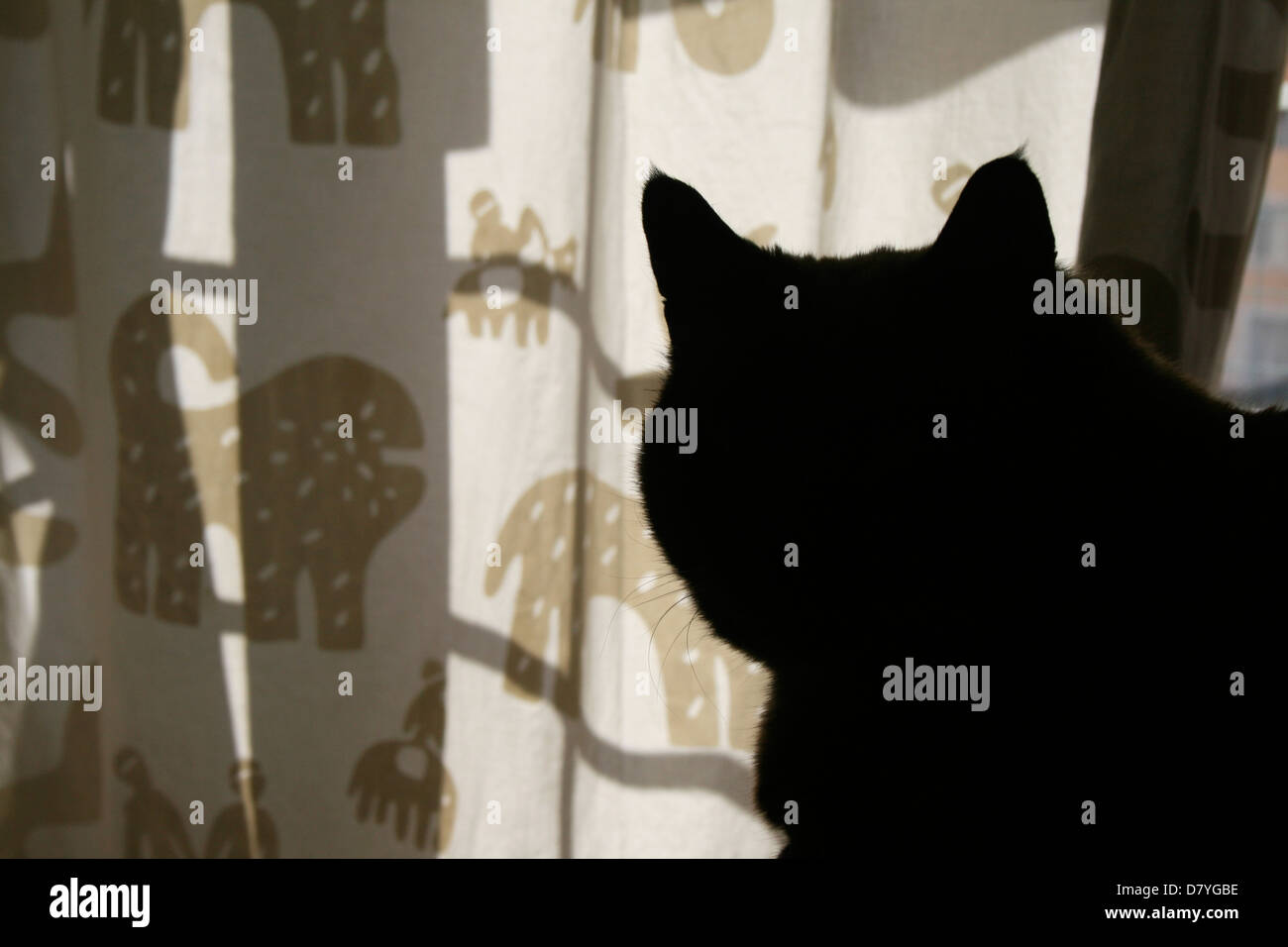 dark shadow of cat looking out of window Stock Photo - Alamy