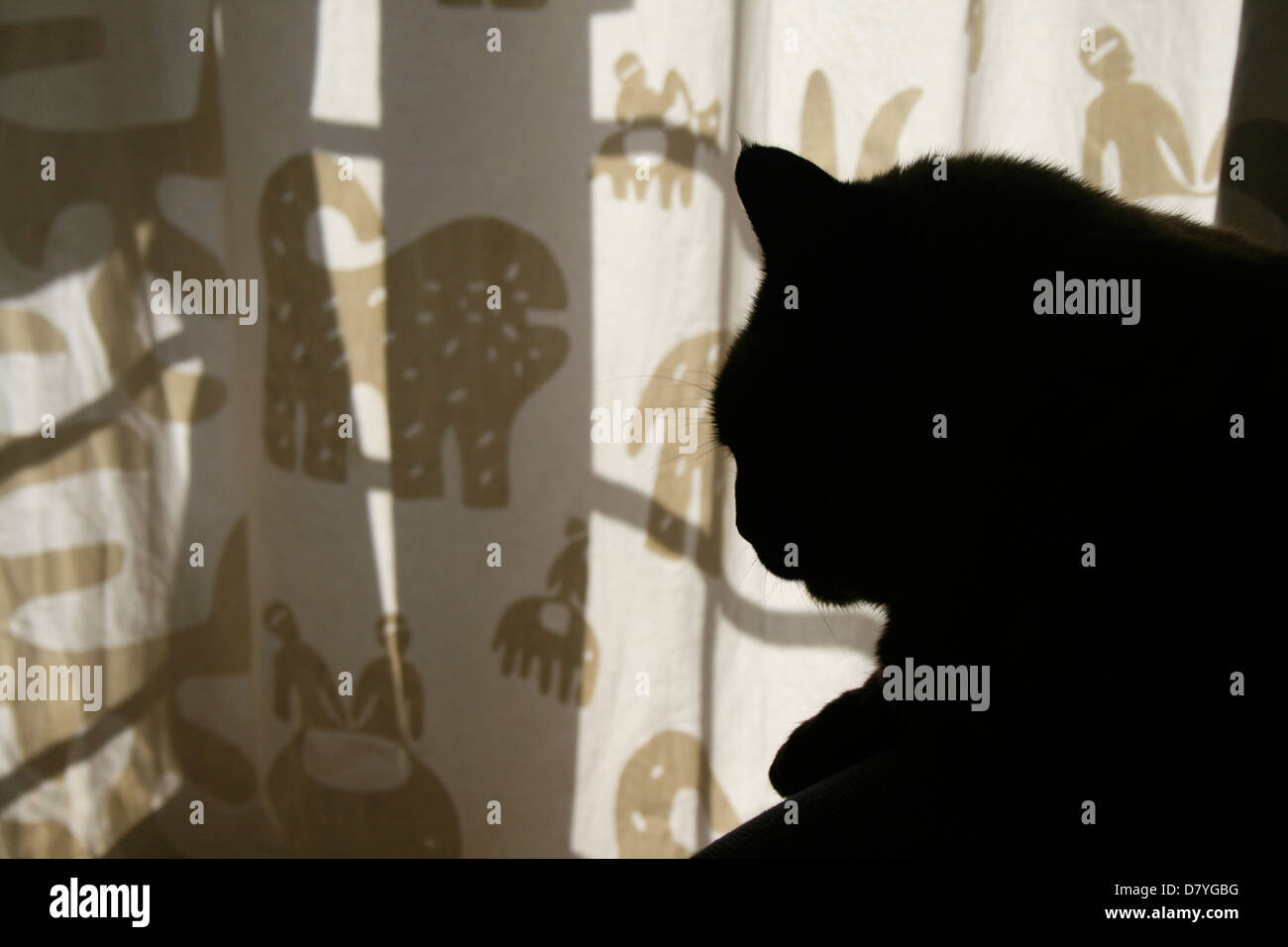 dark shadow of cat looking out of window Stock Photo - Alamy