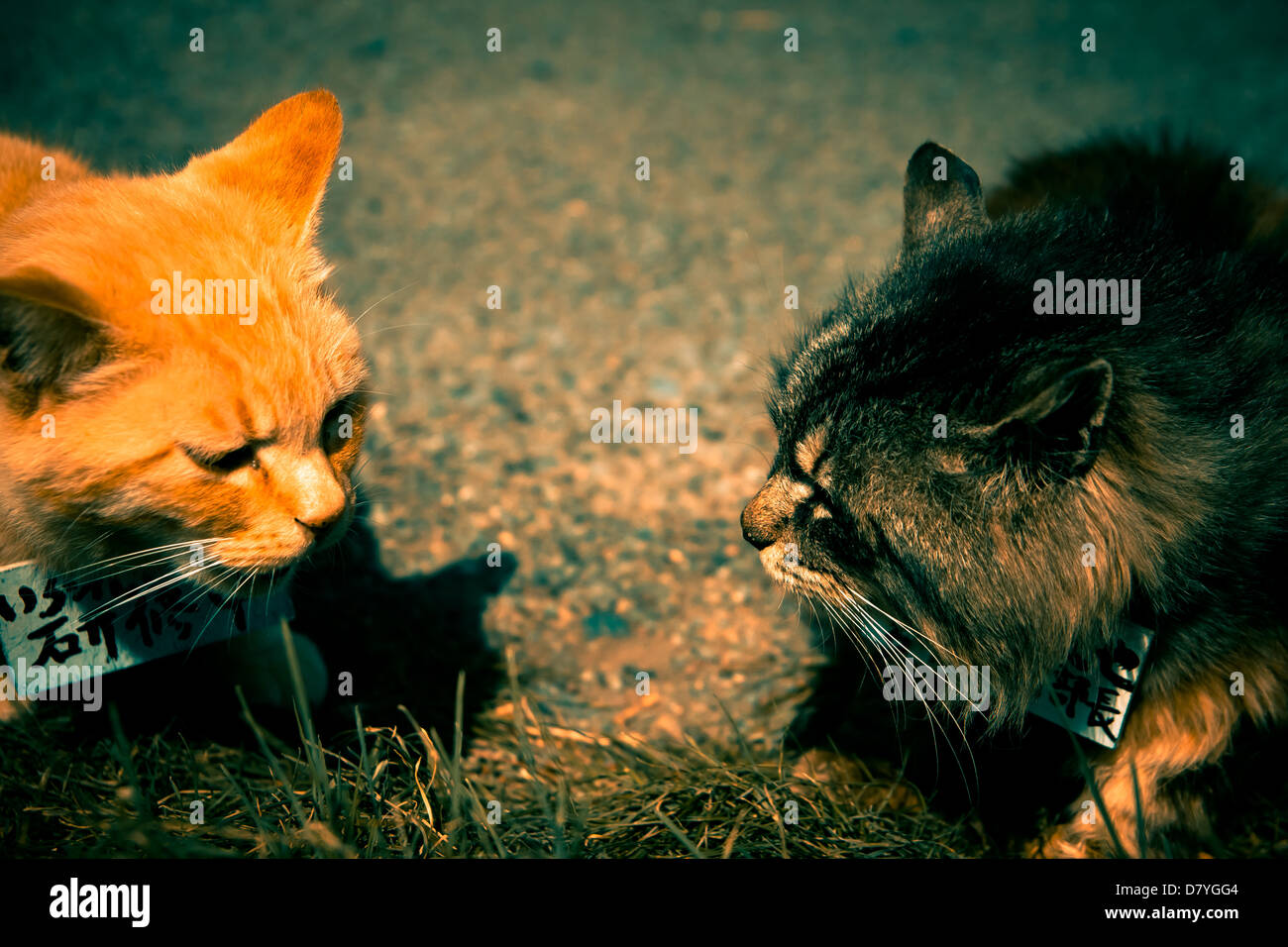 Two cats fighting hi-res stock photography and images - Alamy