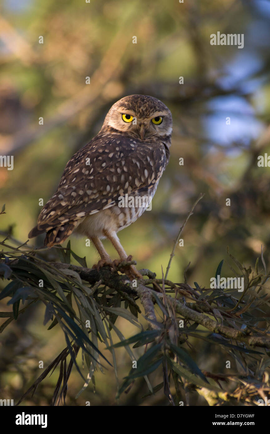 Brazilian owl hi-res stock photography and images - Alamy