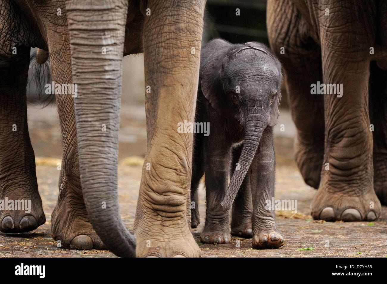 Wuppertal, Germany. 15th May, 2013. The small male elephant 'Moyo ...