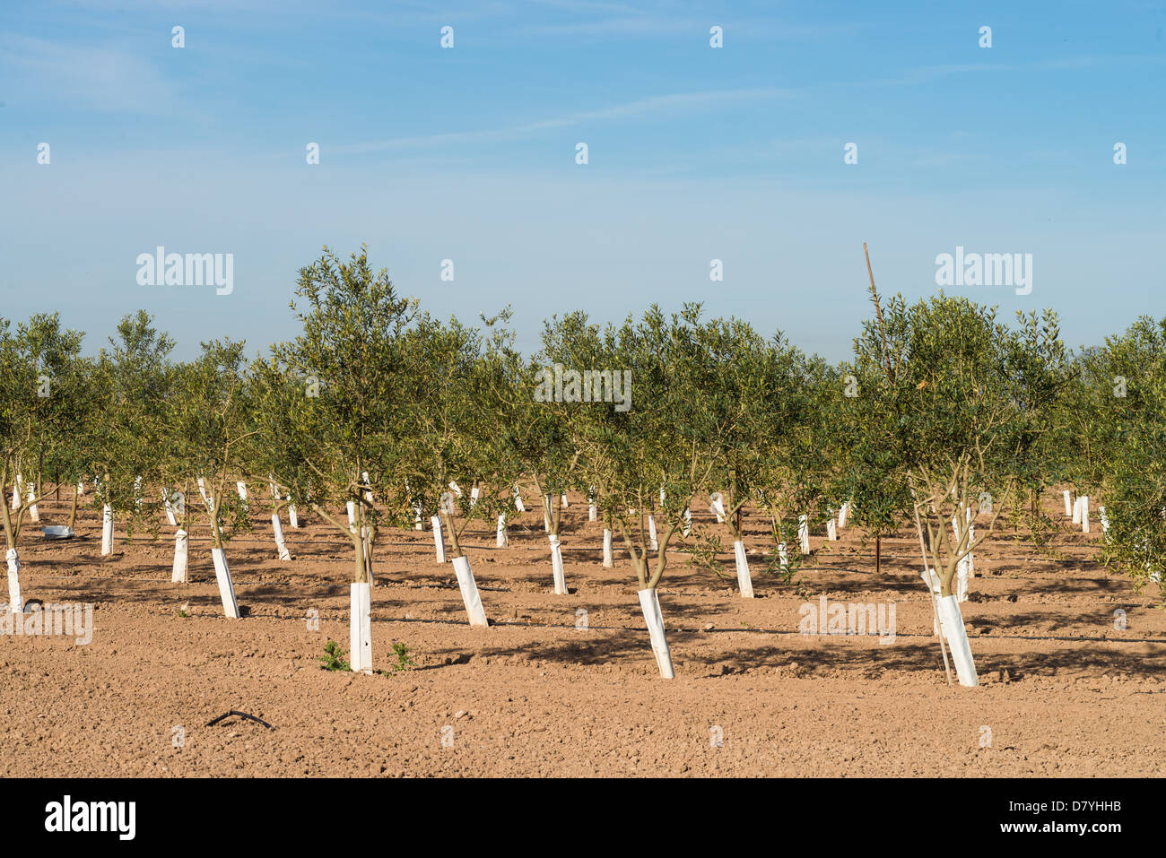 Olive young trees plantation hi-res stock photography and images - Alamy