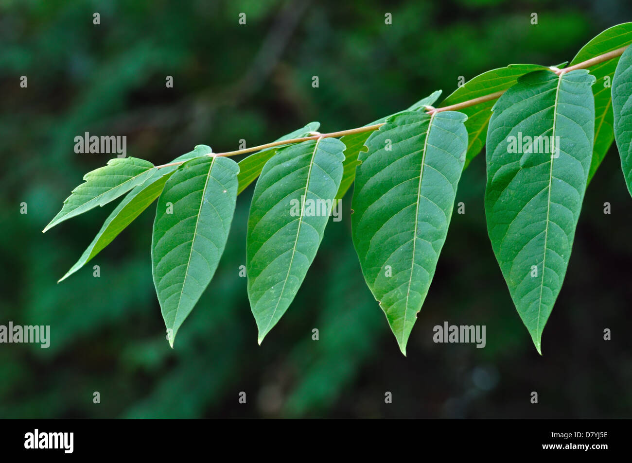 Small tree branch with row of green leaves. Nature background Stock ...