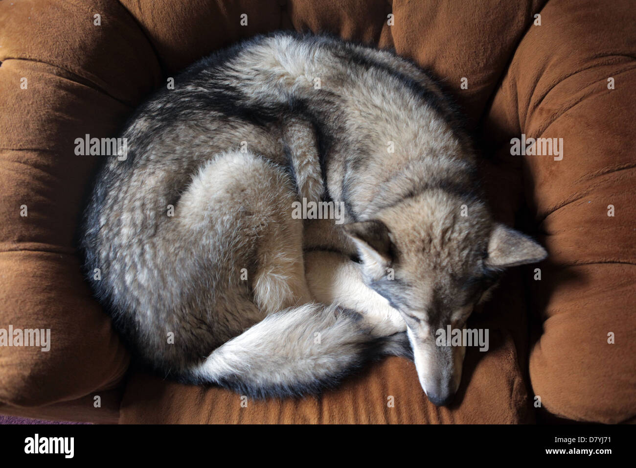 wolf curled up Stock Photo - Alamy