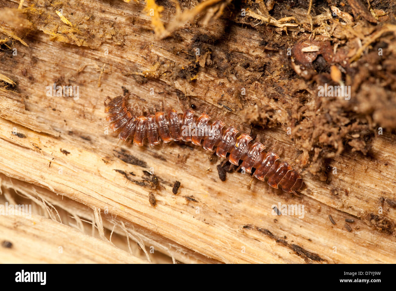 Brown centipede hi-res stock photography and images - Alamy