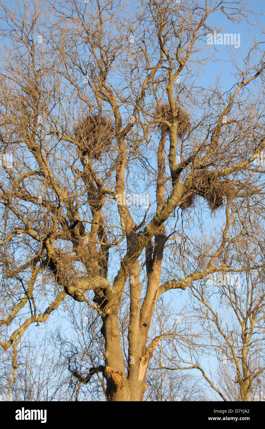 London plane tree park winter hi-res stock photography and images - Alamy
