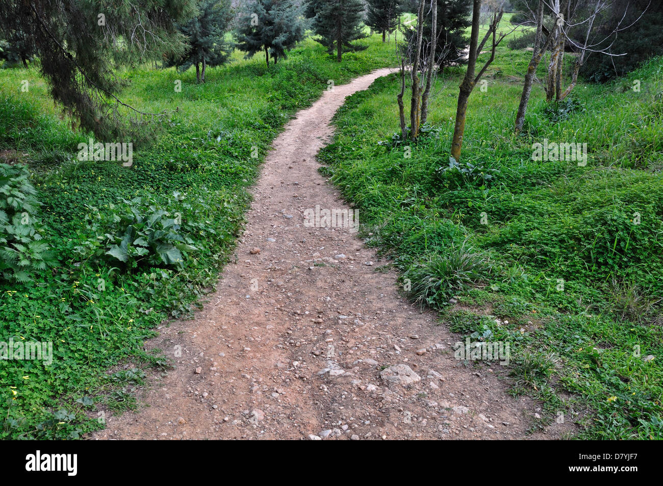 Dirt path through forest. Nature landscape background Stock Photo - Alamy