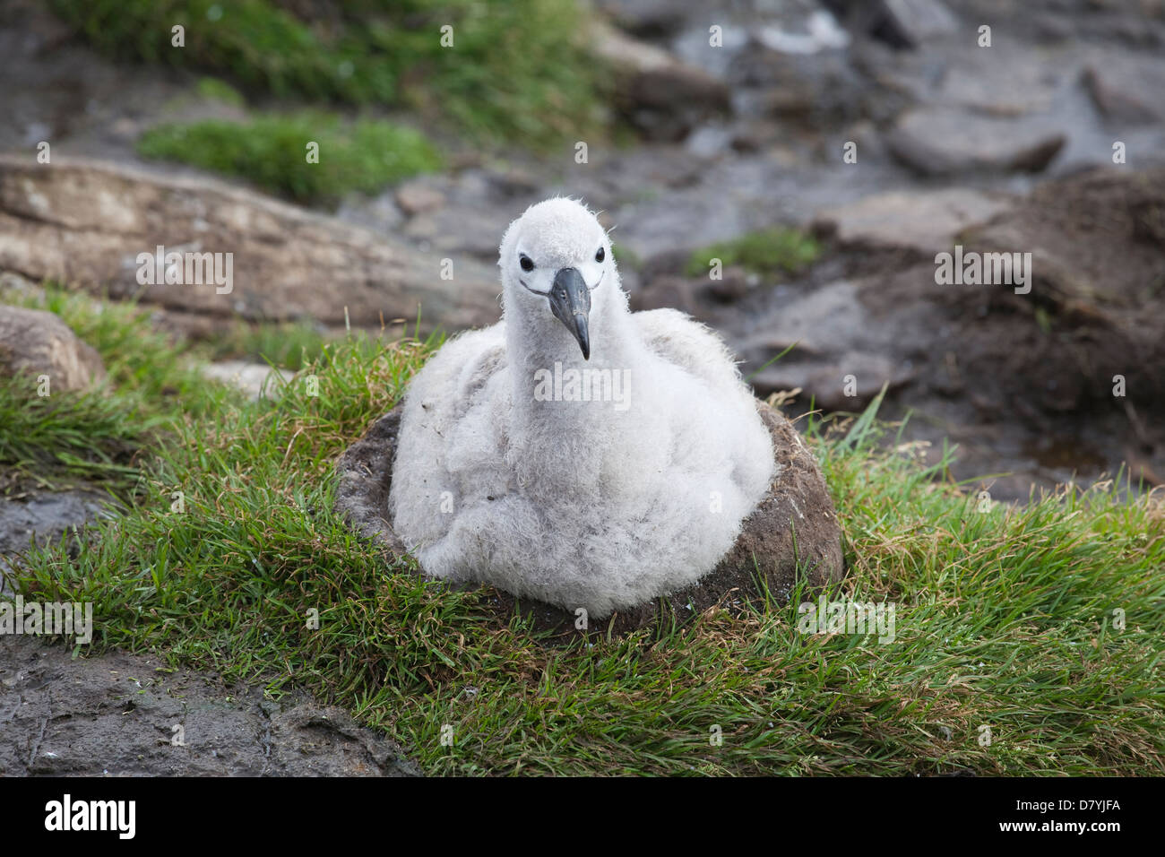 Black-browed albatross, young Stock Photo - Alamy