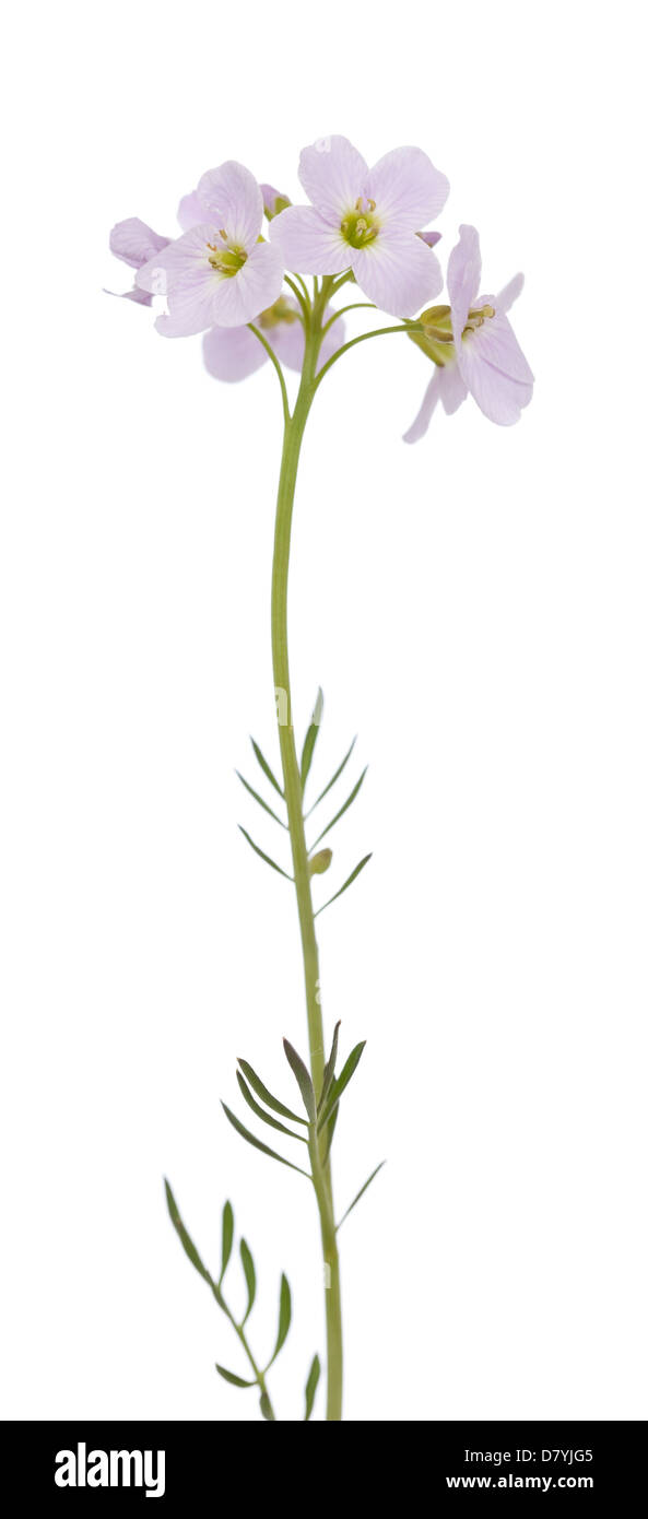 white cress meadow (Cardamine pratensis) on white Stock Photo - Alamy