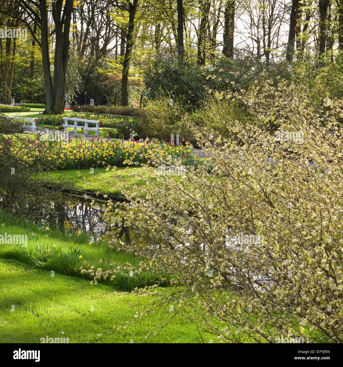 Water hyacinth flowers hi-res stock photography and images - Alamy