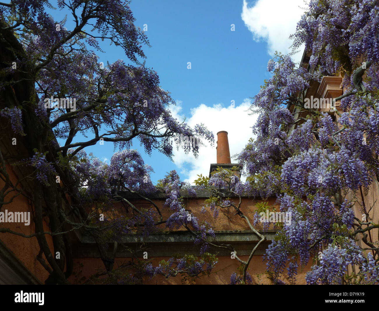 Wisteria in the grounds of Kilerton House, Devon England Stock Photo ...