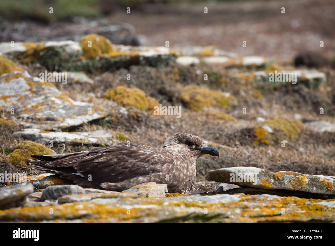 Brown Skua;Stercorarius antarcticus;Raubmöwen Stock Photo - Alamy