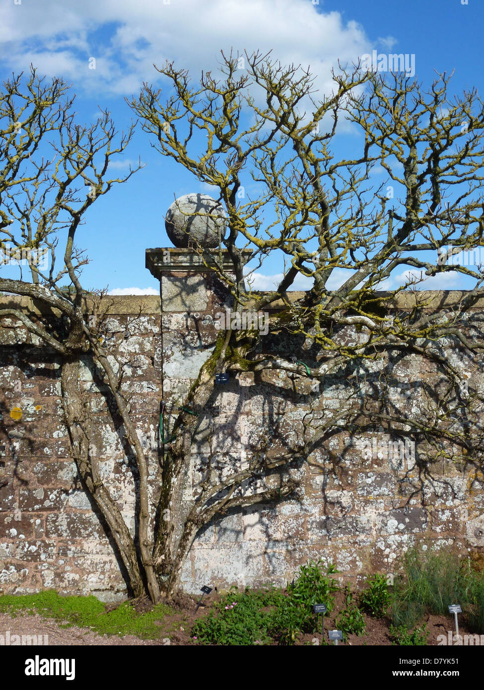 English country estate garden wall with wizen tree against blue sky on ...