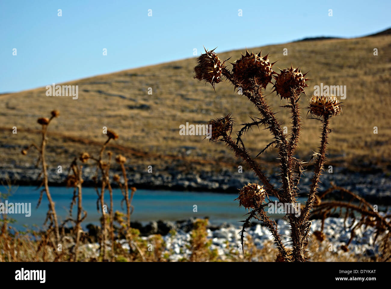 Greek grass hi-res stock photography and images - Alamy