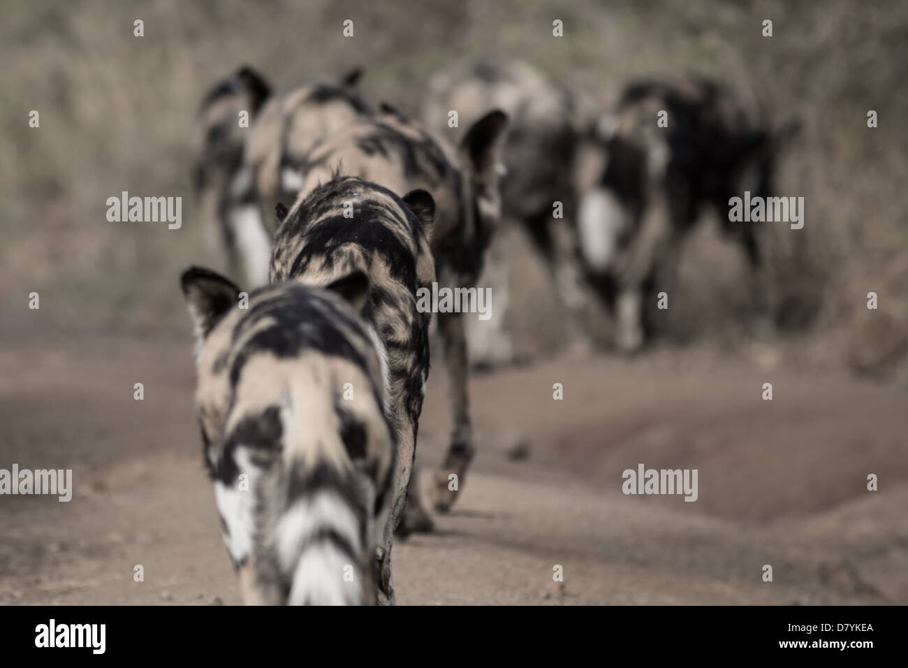 Walking animals in distance hi-res stock photography and images - Alamy