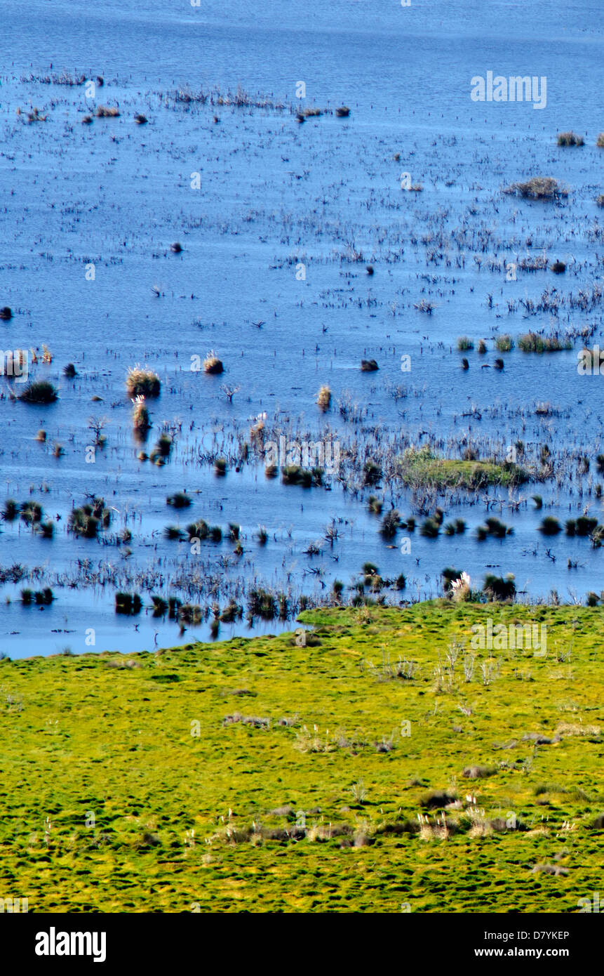 Freshwater Swamp Forest High Resolution Stock Photography and Images ...