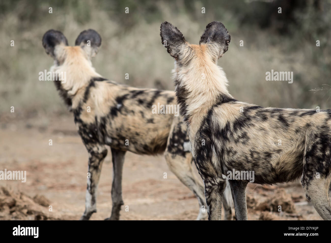 Two wild dogs staring into the distance Stock Photo - Alamy