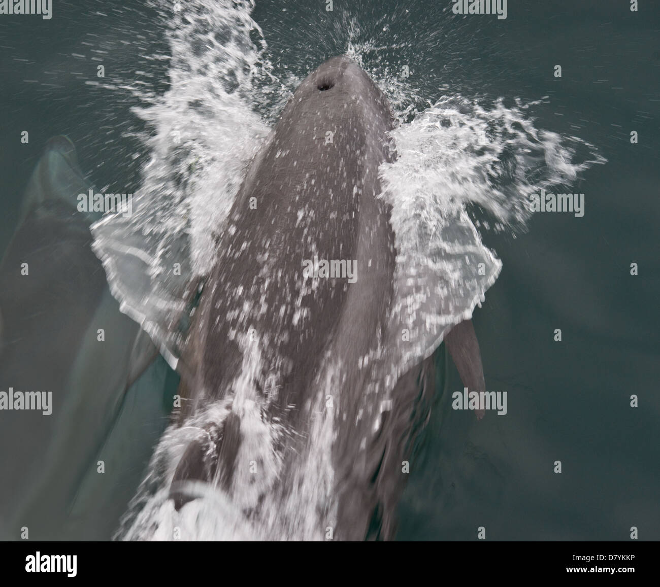 Dolphin riding bow wave hi-res stock photography and images - Alamy