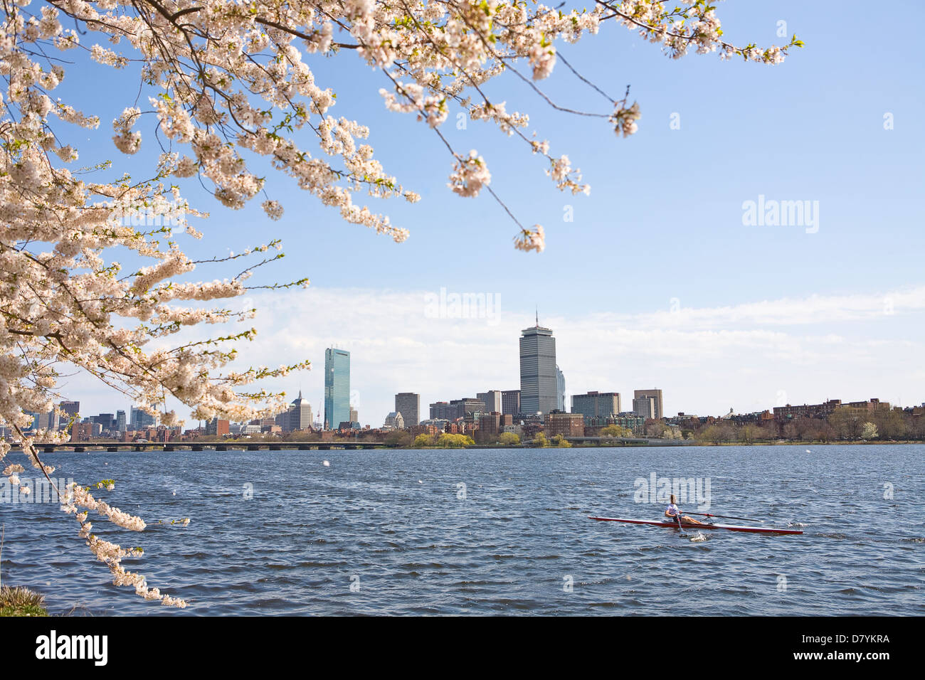 Man Rowing Boat on Charles River Boston Massachusetts Stock Photo - Alamy