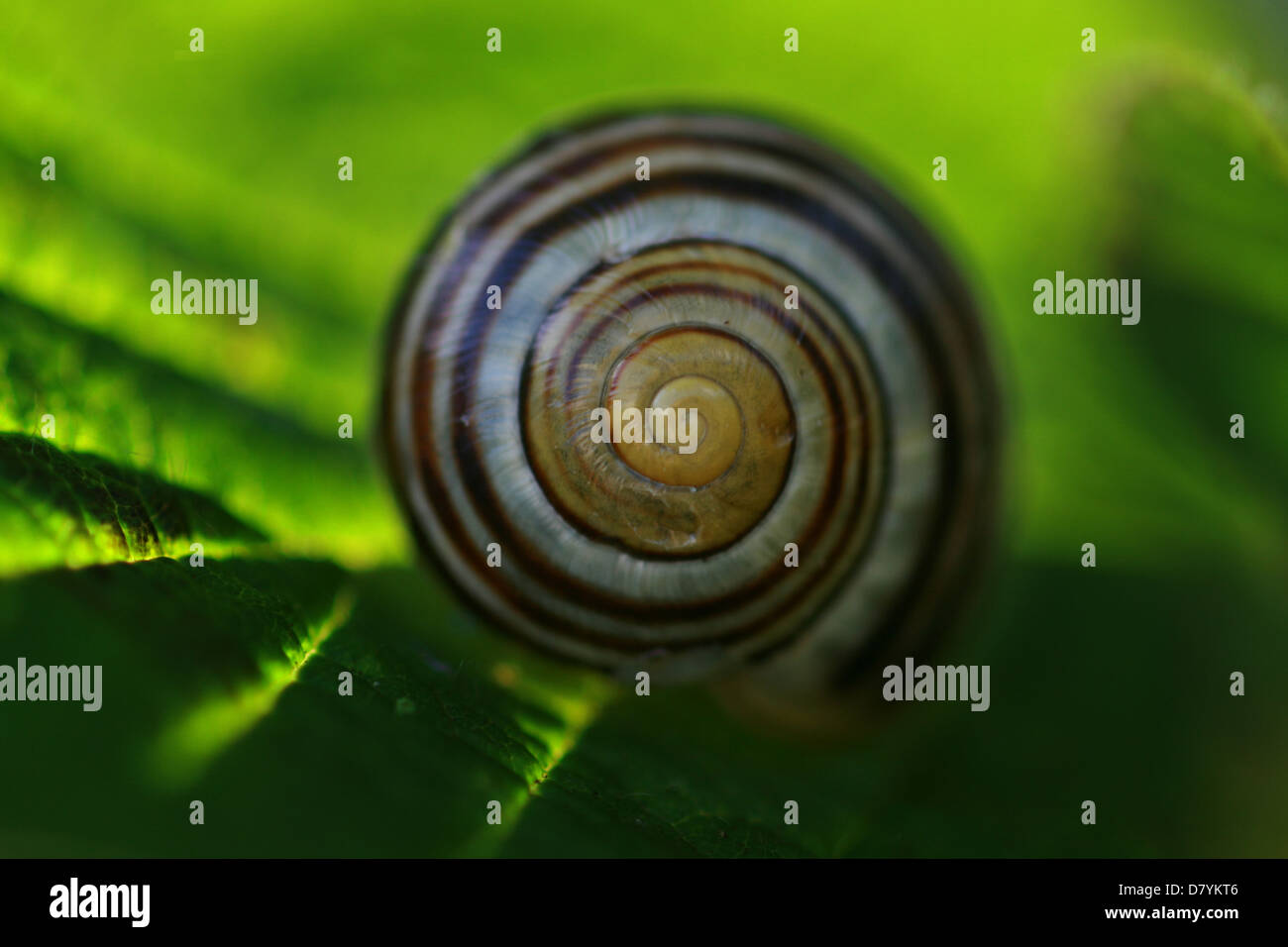 Pulmonata hi-res stock photography and images - Alamy