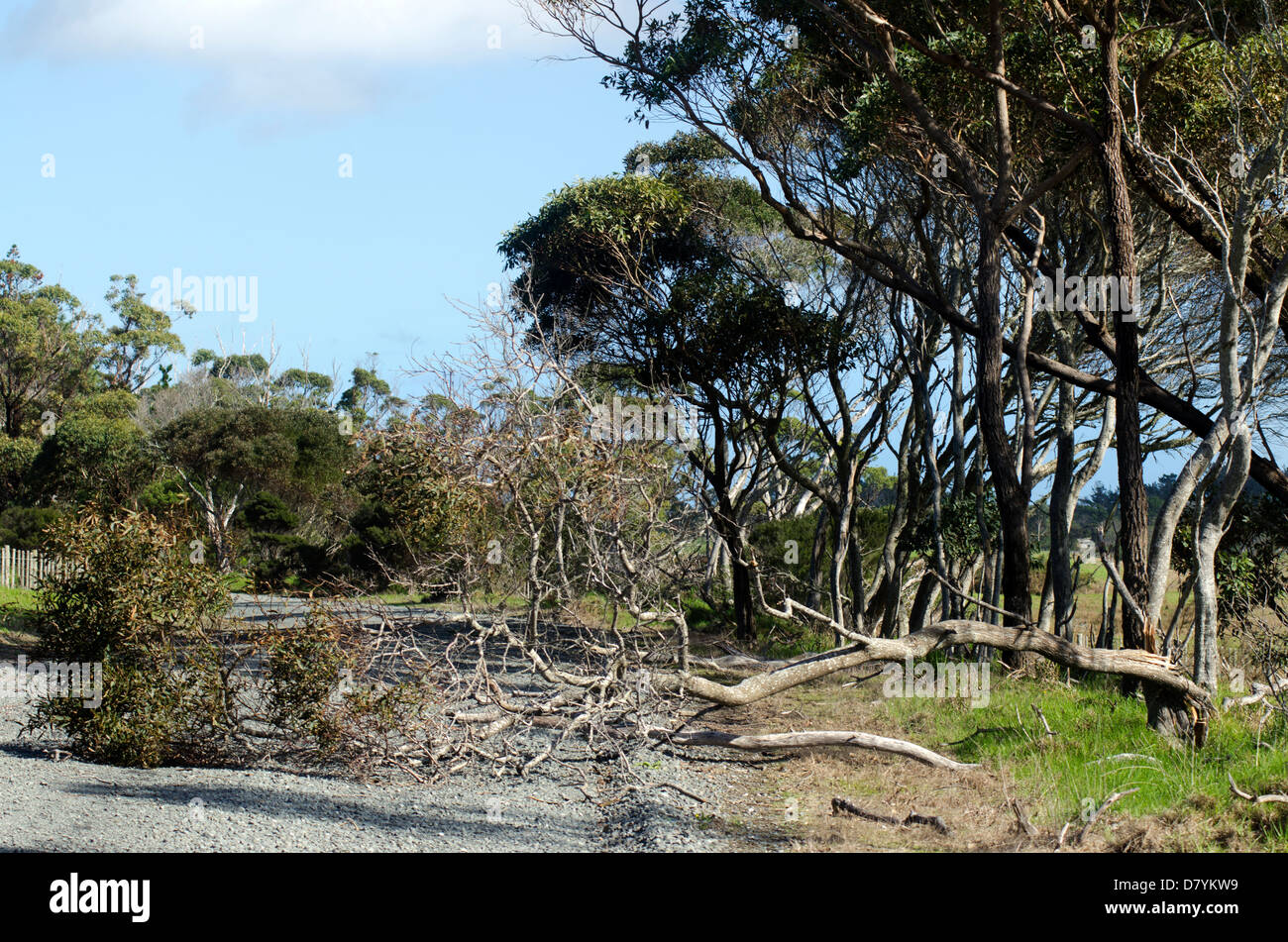 Dead Limb On Tree High Resolution Stock Photography and Images - Alamy