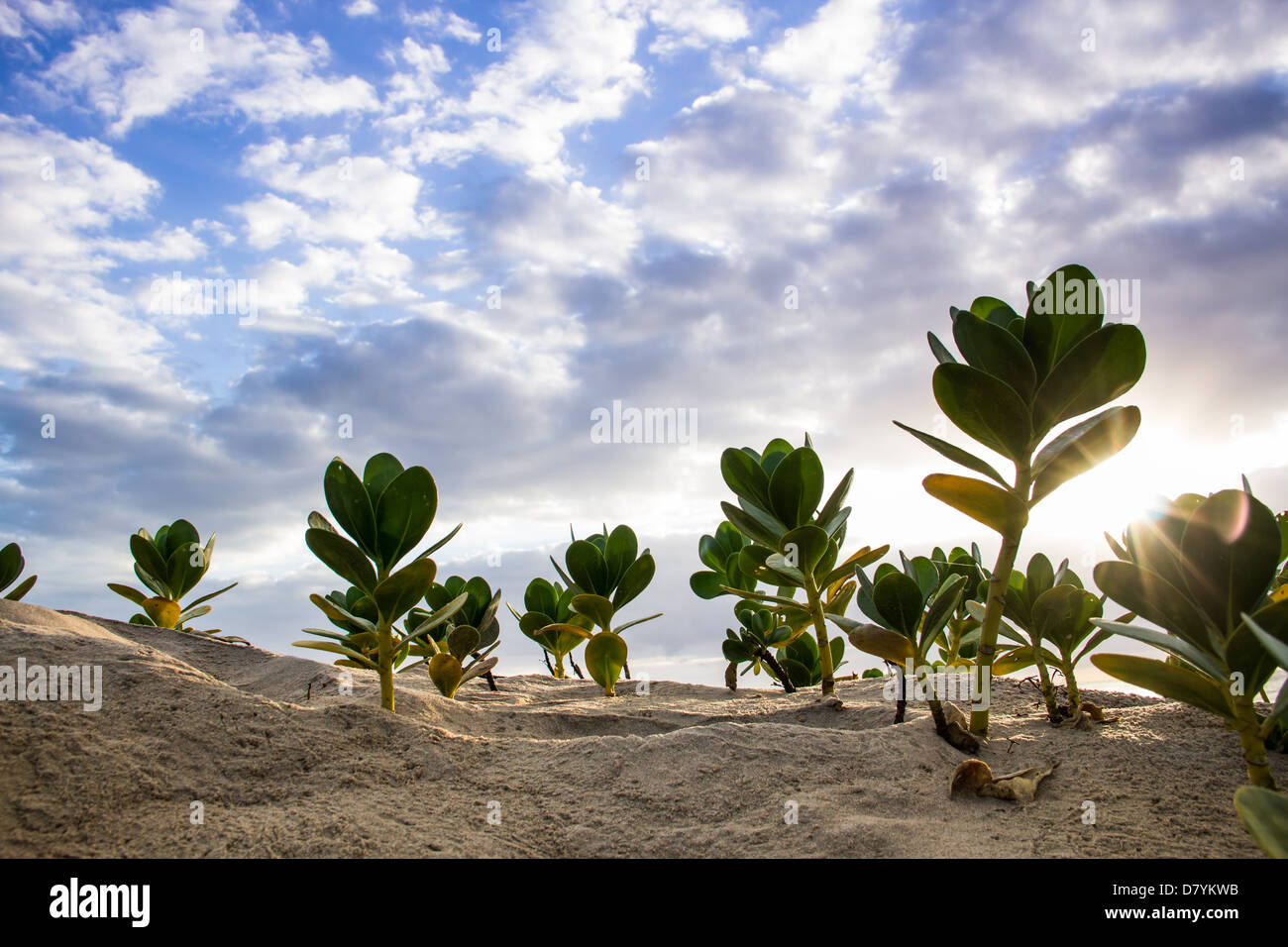 A ground level view of beach plants with the rising sun and colorful ...