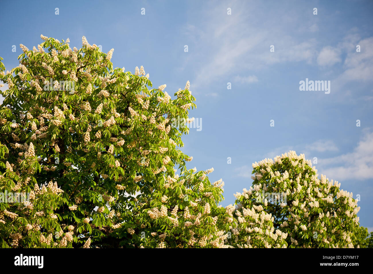 Blooming Aesculus trees on blue sky in sunlight Stock Photo - Alamy