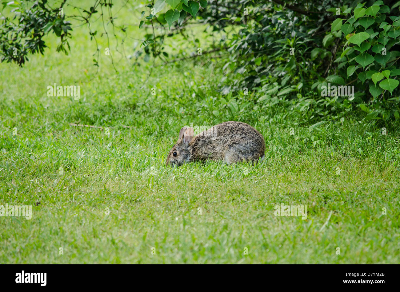 Wild Rabbit Eating Grass Stock Photo - Alamy