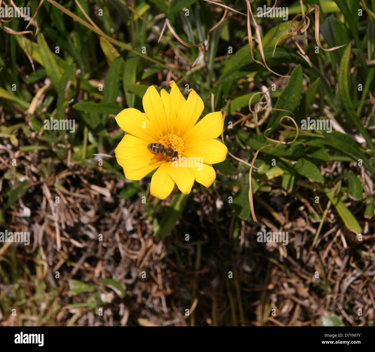 Yellow Daisy With Honey Bee Stock Photo - Alamy