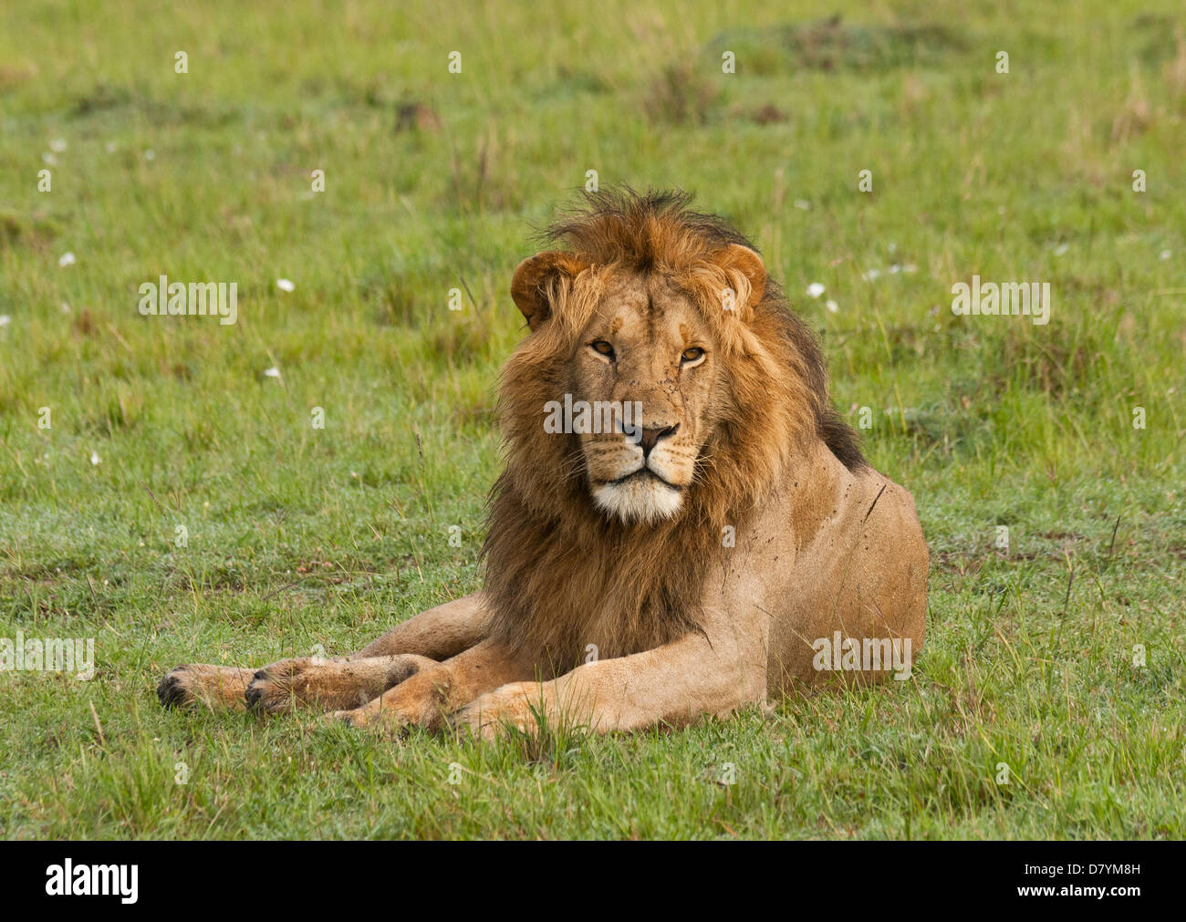 Portrait of a Majestic Male Marsh lion (Panthera leo) looking across ...