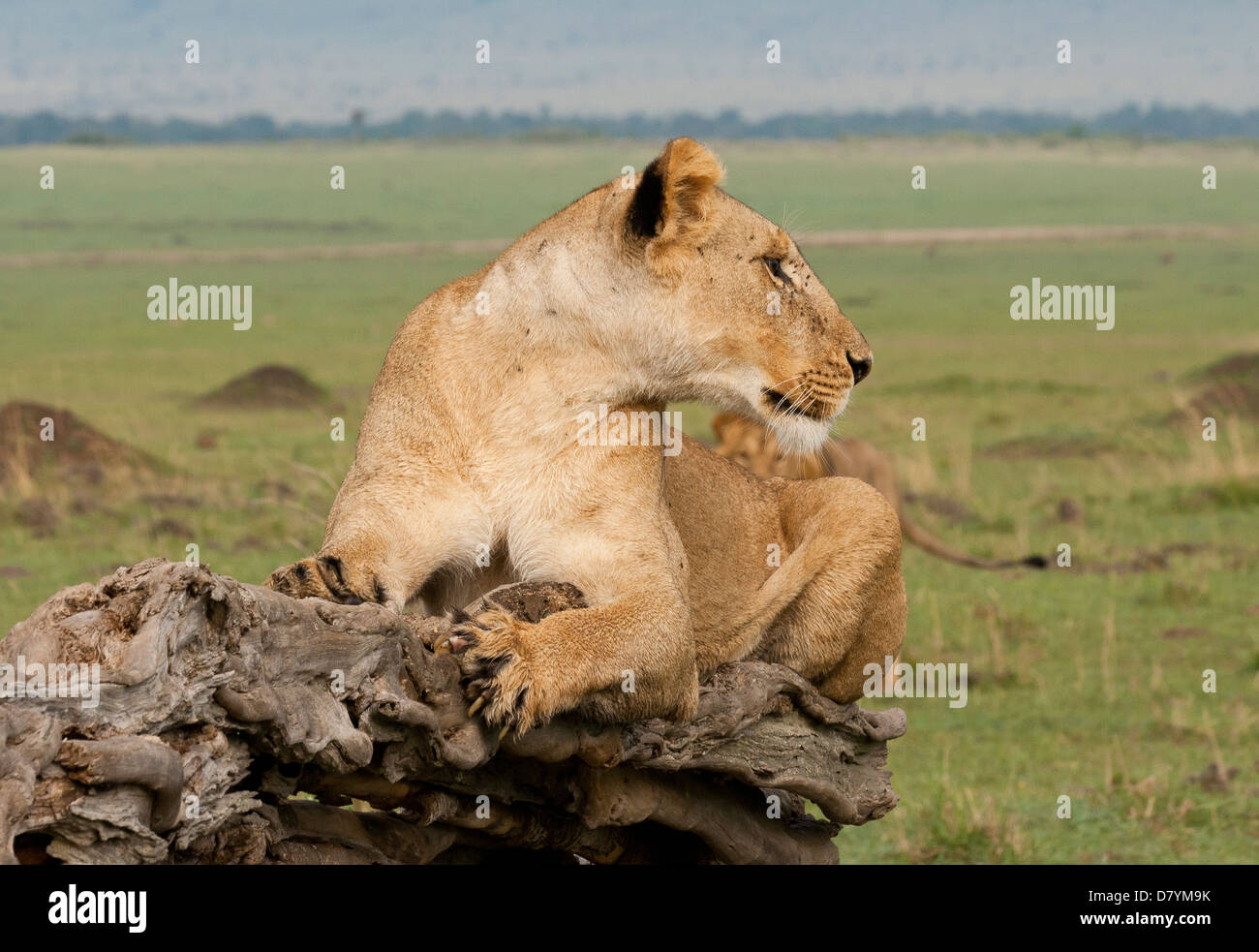 Lion claws hi-res stock photography and images - Alamy