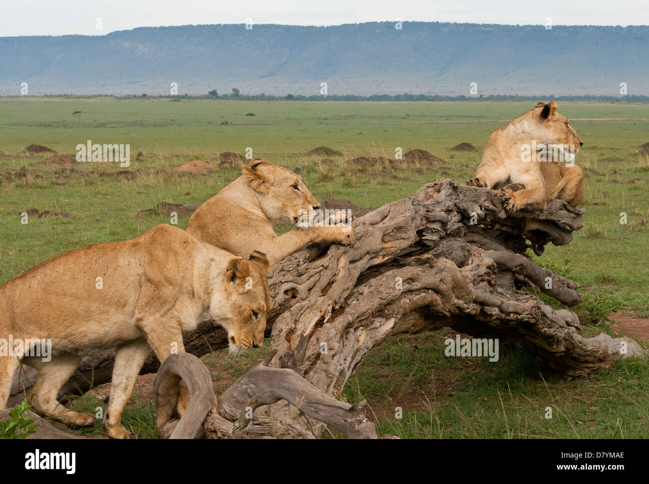 Three lionesses (Panthera leo) sharpening claws on a old fallen tree on ...