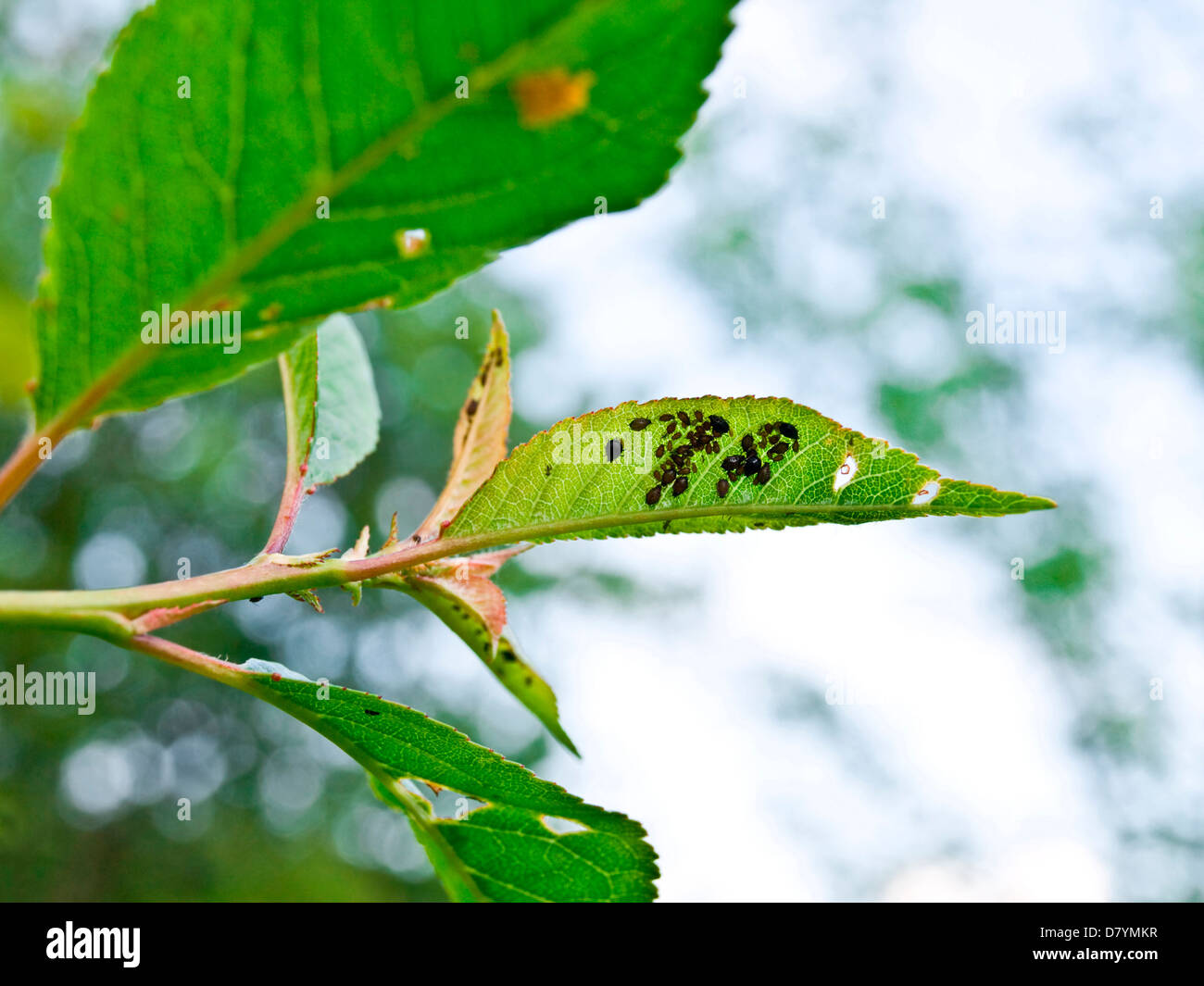 the pest insects, plant lice (Aphidina Stock Photo - Alamy