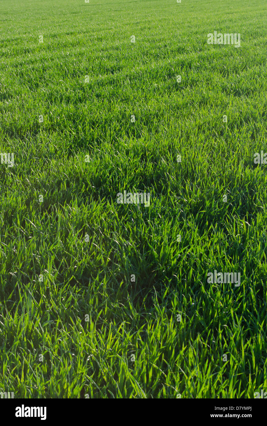 New Grass on farm in Spring Stock Photo - Alamy