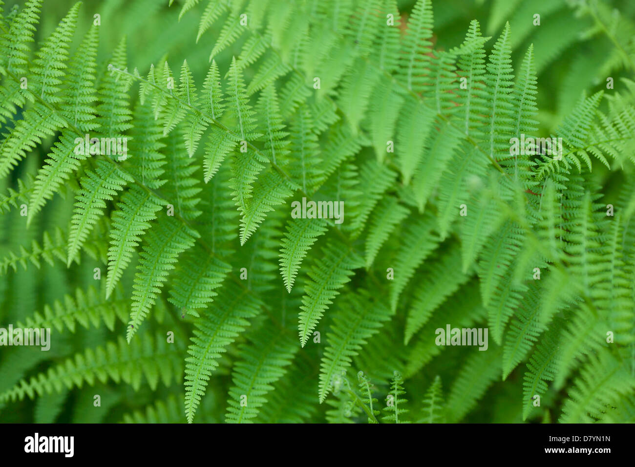 Fern forest maine hi-res stock photography and images - Alamy