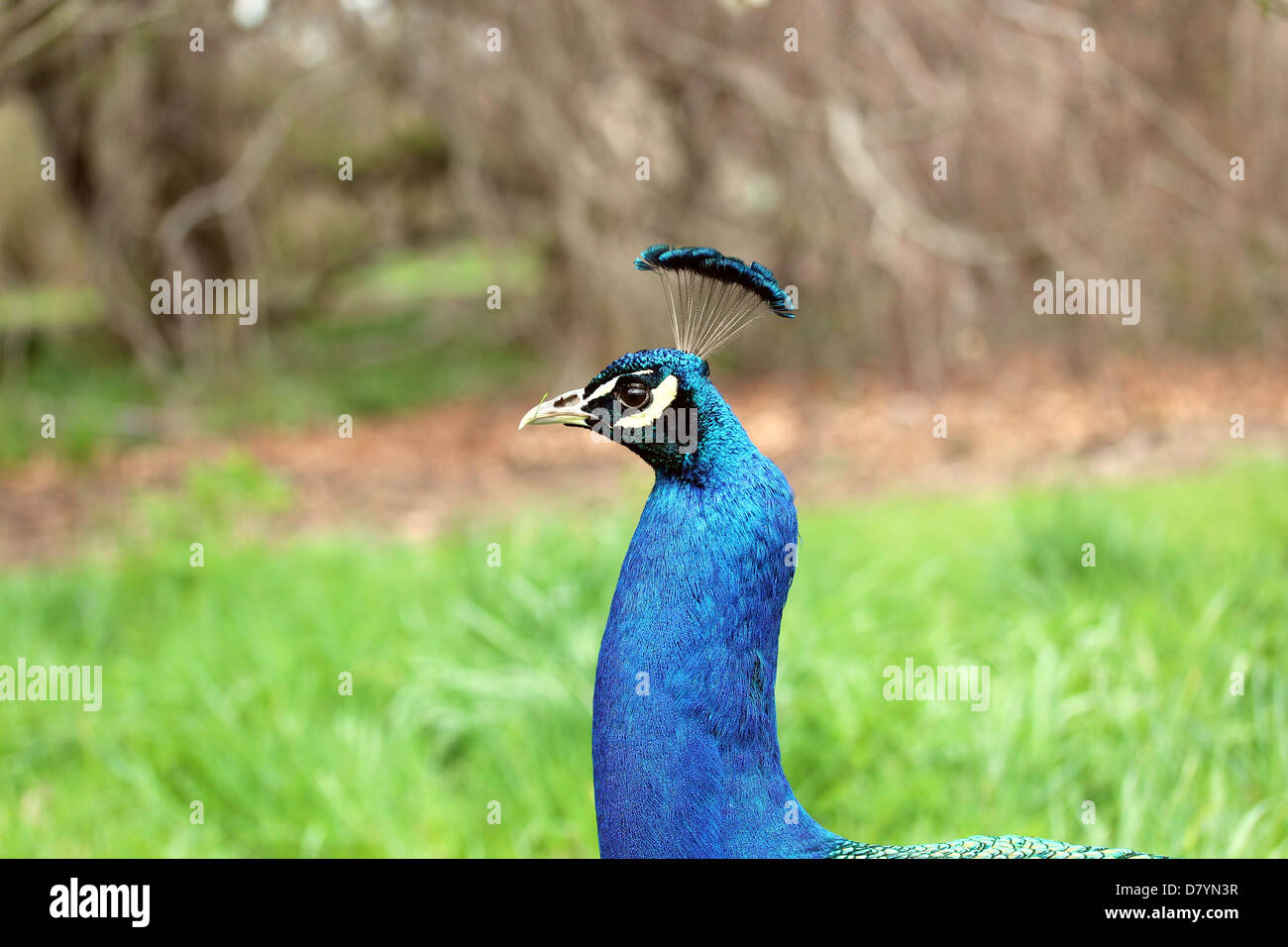 Peacocks head hi-res stock photography and images - Alamy