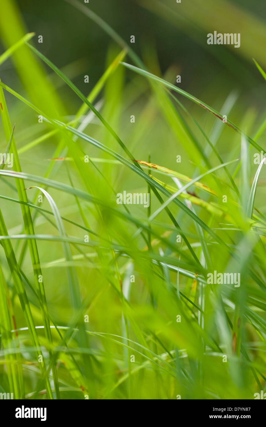 Green Field in Summer Stock Photo - Alamy