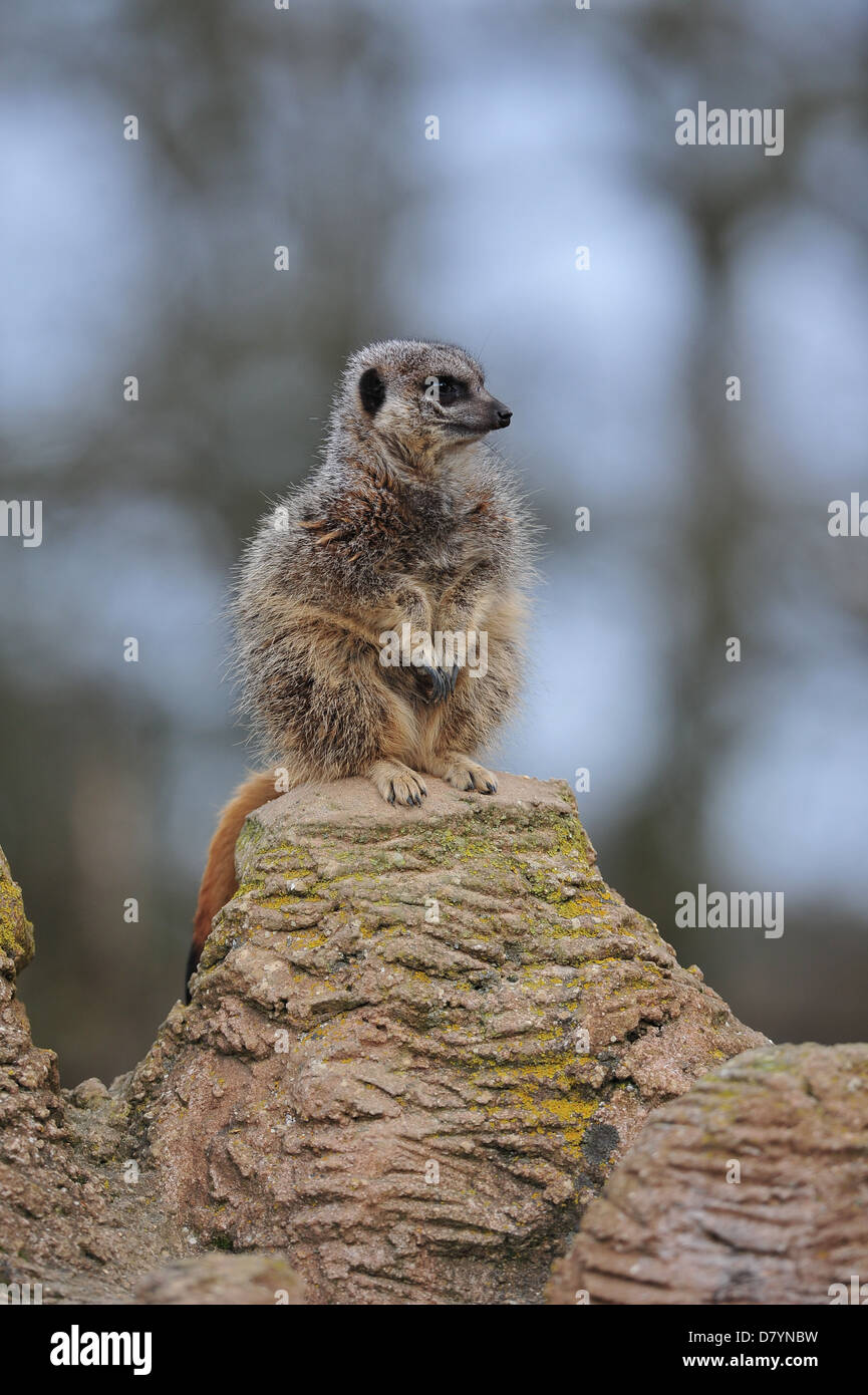 Meerkat sitting on rocks hi-res stock photography and images - Alamy