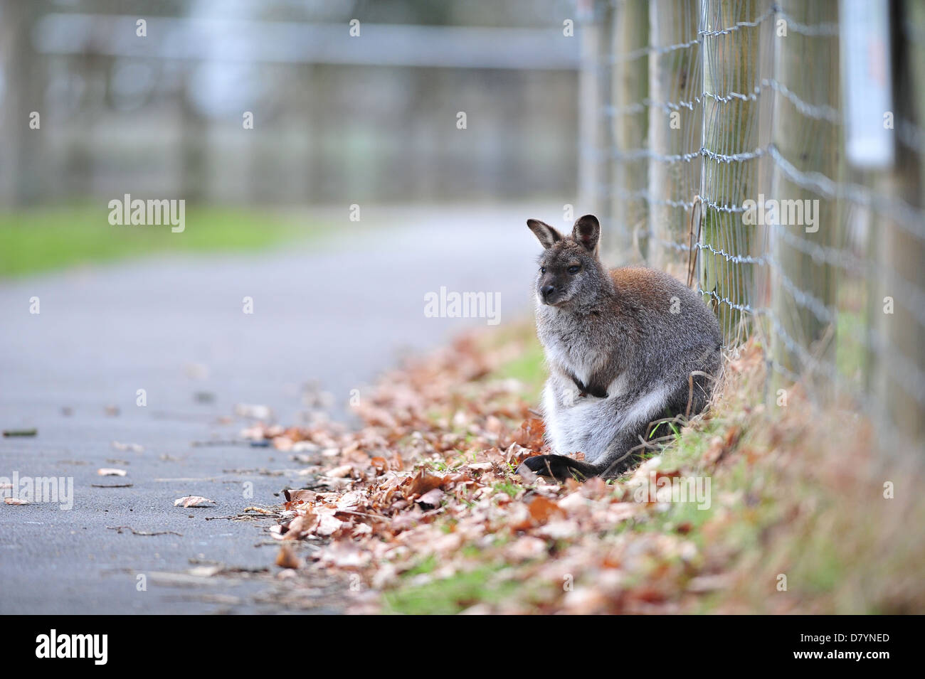 Wallabies australia hi-res stock photography and images - Alamy