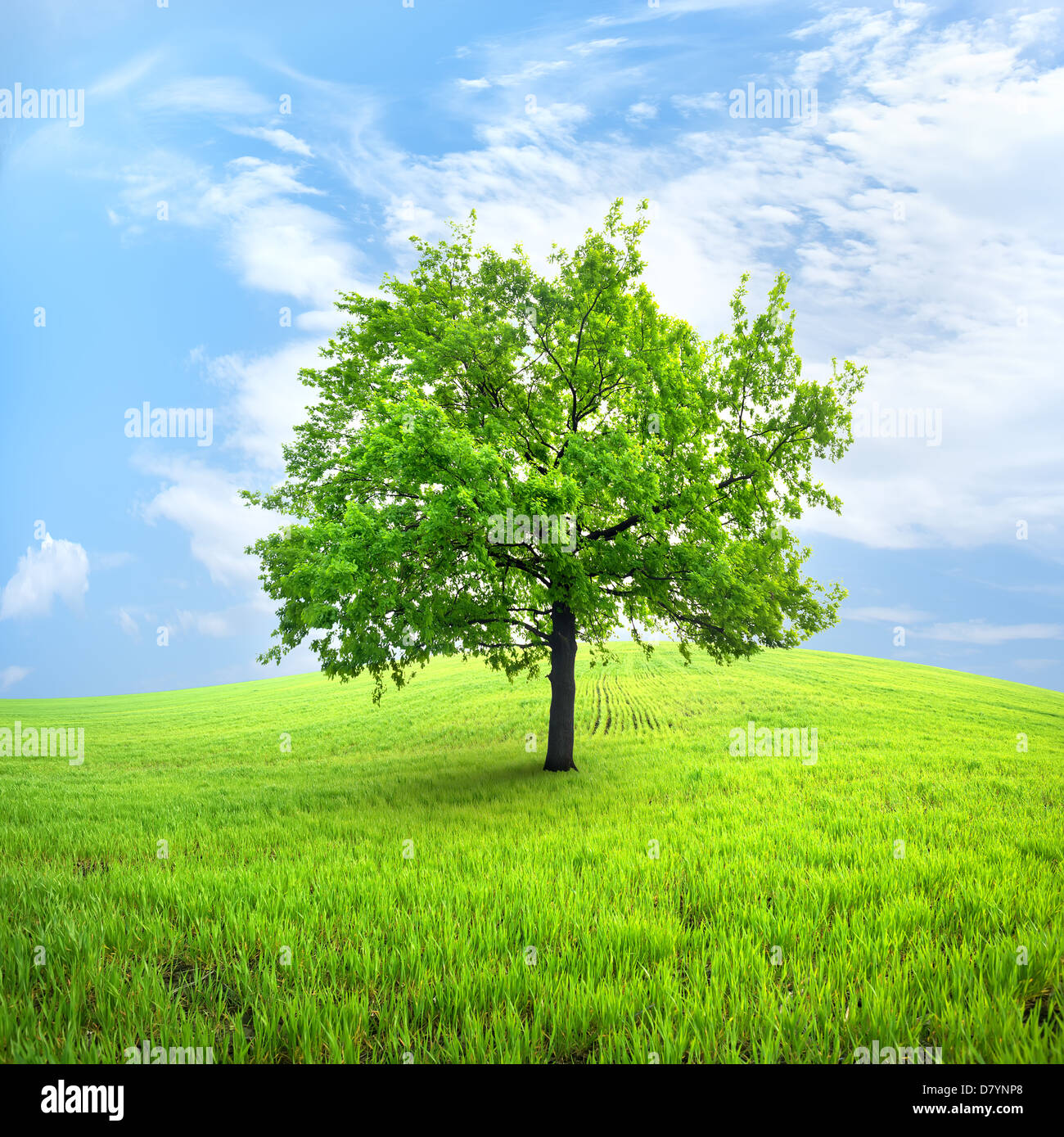 Green tree in a spring field against the sky Stock Photo - Alamy