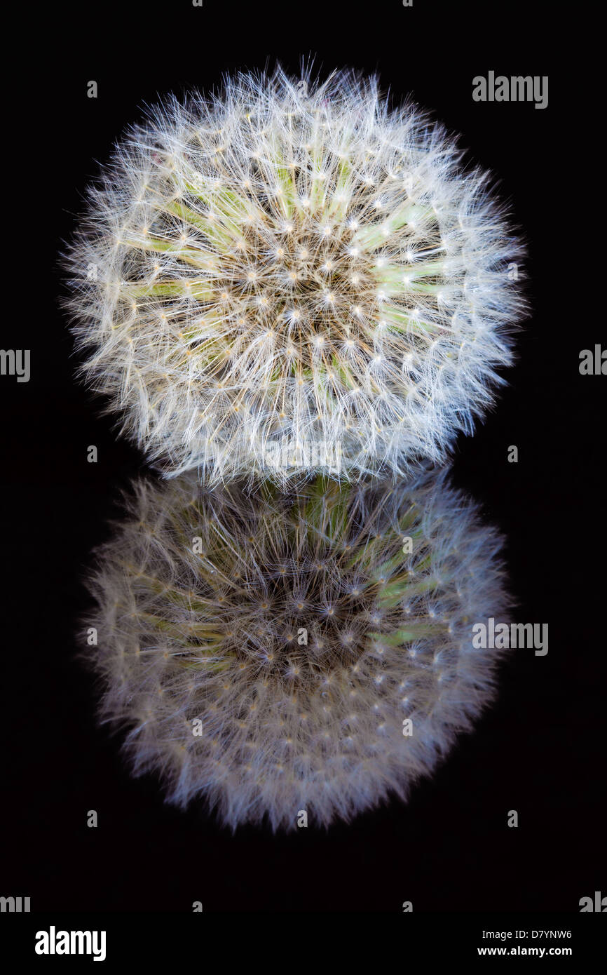 Dandilion Seed Head High Resolution Stock Photography and Images - Alamy