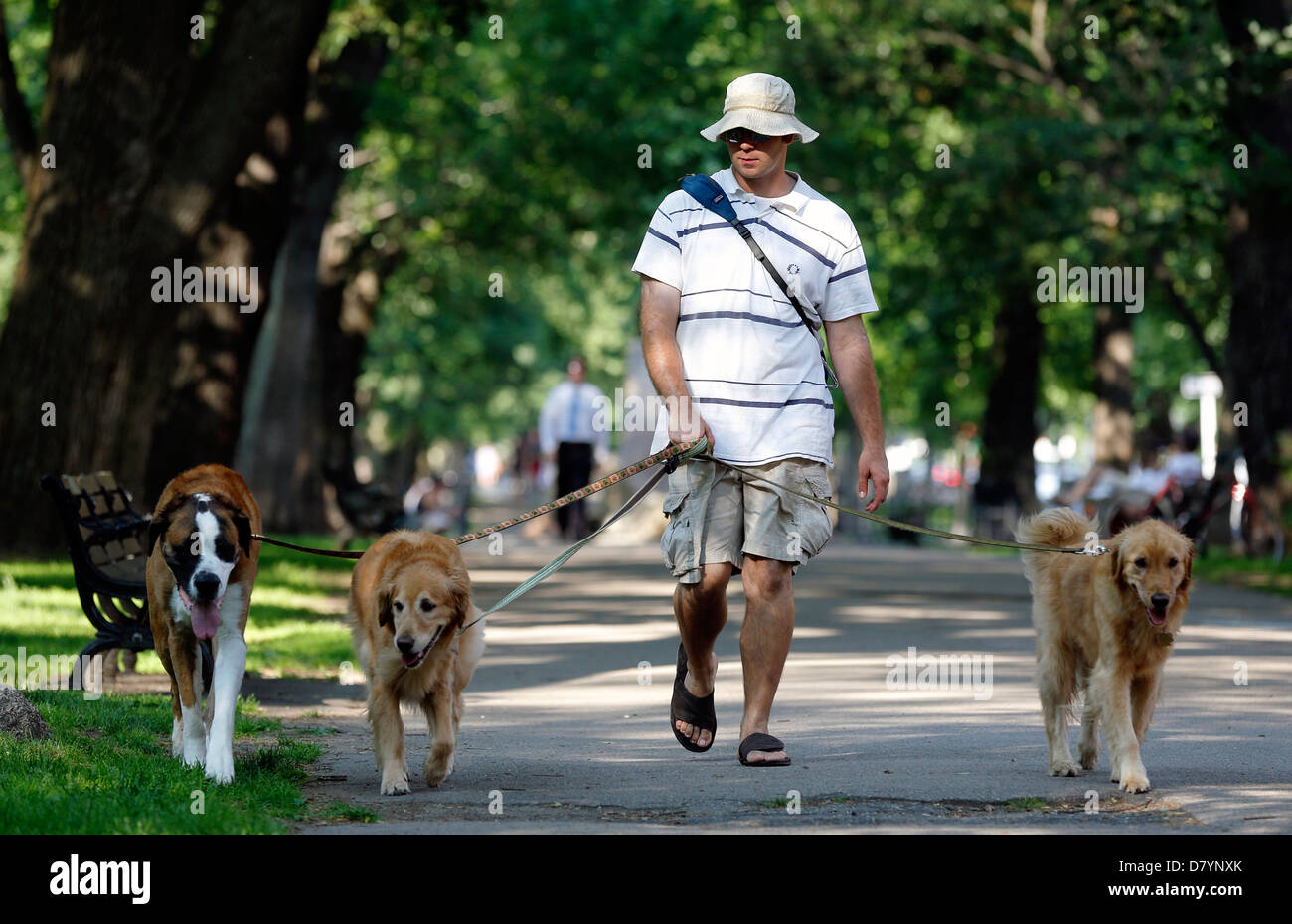 Man walking dogs on Commonwealth Avenue Mall, Boston, Massachusetts ...