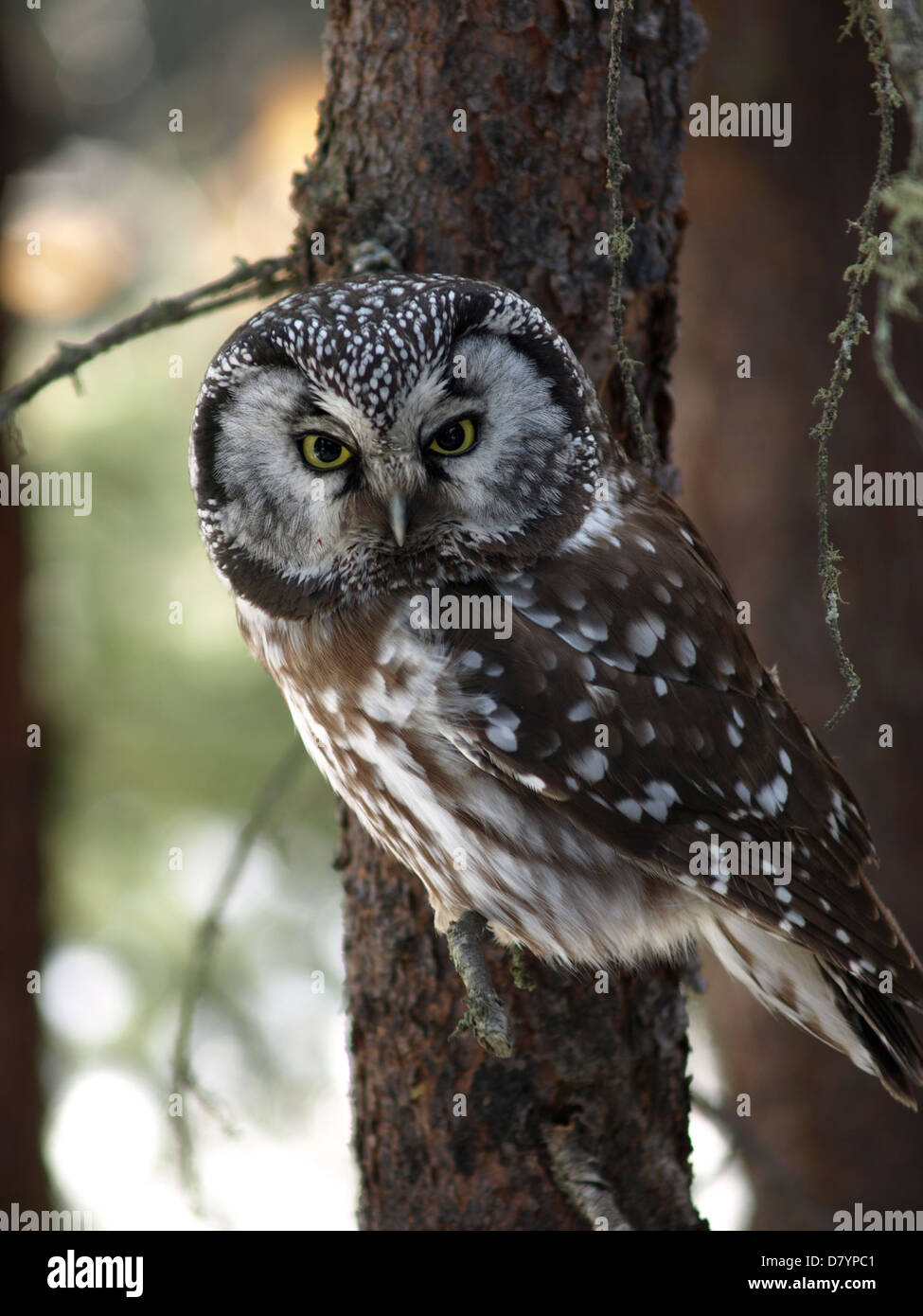 a wild boreal owl in Interior Alaska. not captive. Boreal owls are ...