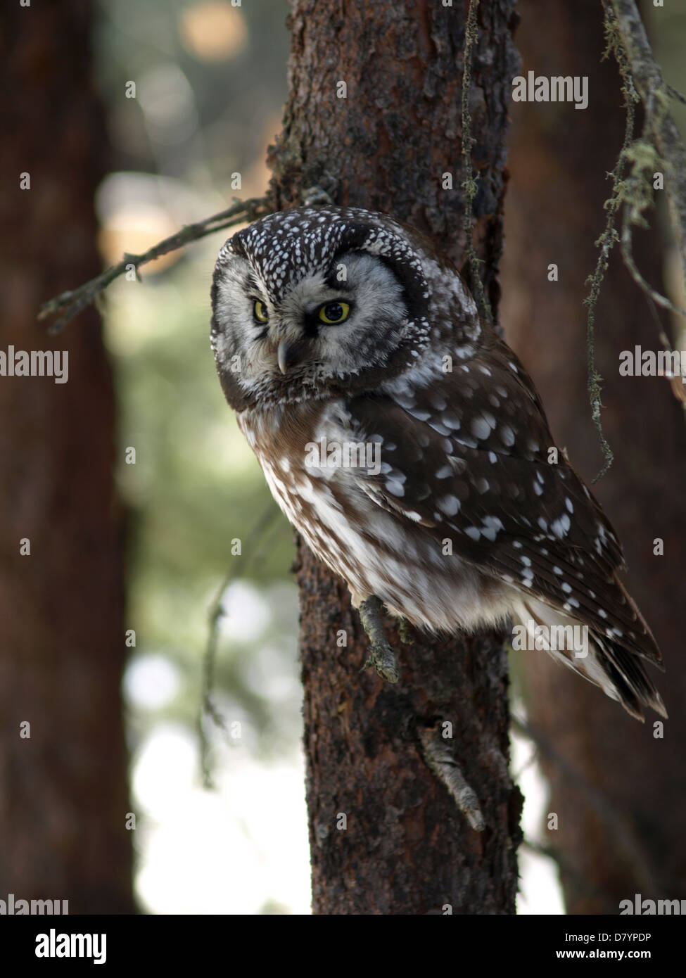 Wild boreal owl in hi-res stock photography and images - Alamy